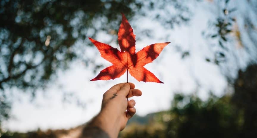 Why is Canada famous for its maple syrup? – New Canadian Life