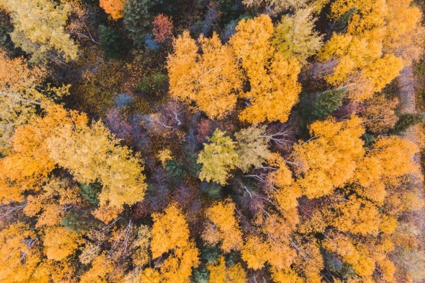 Why is Canada famous for its maple syrup? – New Canadian Life