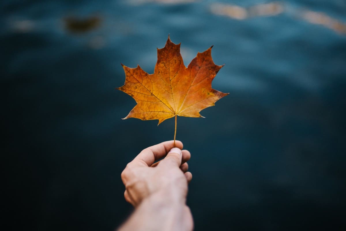 Why is Canada famous for its maple syrup? – New Canadian Life